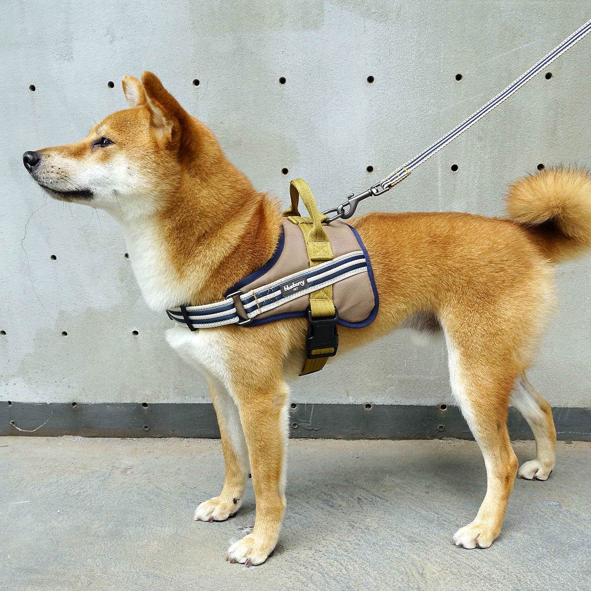Reflective Dog Walking Collars, Leashes & Harnesses | Blueberry Pet