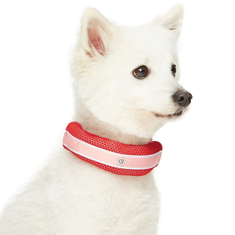 Dogs And Cats And Co 2in1 Dog Collar With Padded Cover | Blueberry Pet