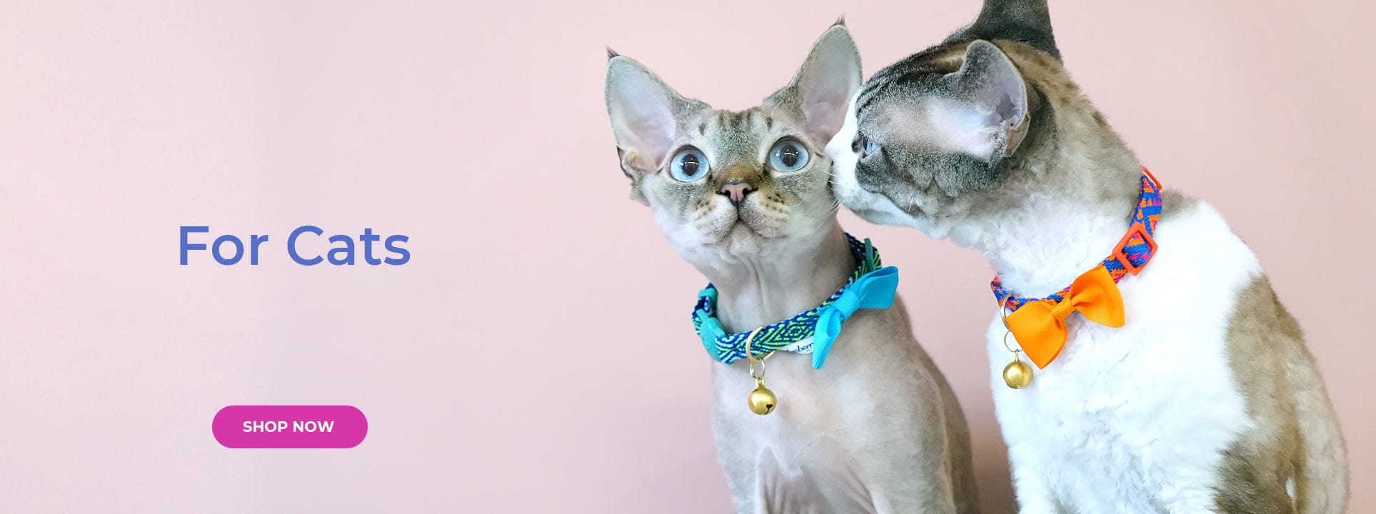 Explore a Wide Range of Pet Supplies & Matching Products at Blueberry ...