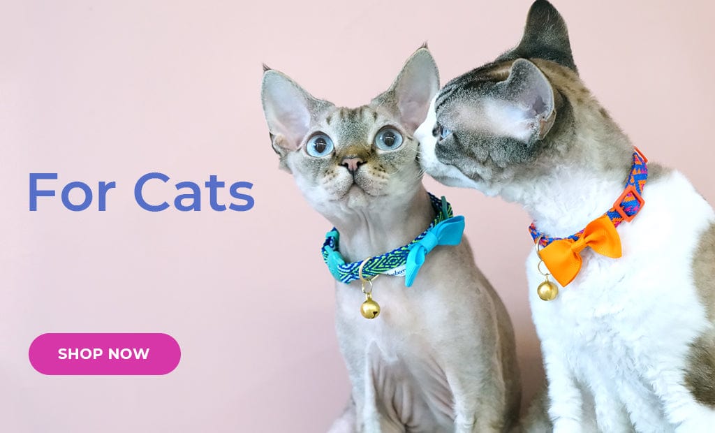Explore a Wide Range of Pet Supplies & Matching Products at Blueberry