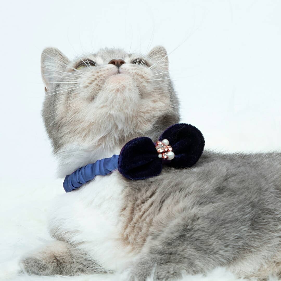Sheer Passion Pink Bow Cat Collar With Rhinestones Pearls | Blueberry Pet