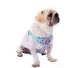 Explore a Wide Range of Pet Supplies & Matching Products at Blueberry ...