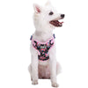 Explore a Wide Range of Pet Supplies & Matching Products at Blueberry ...