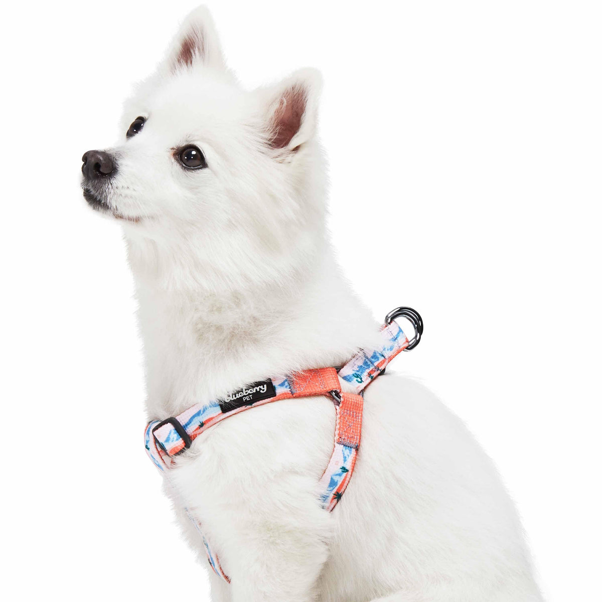 Blueberry Pet × Jackelyn Ho Dog Harness for Hiking Adventures ...