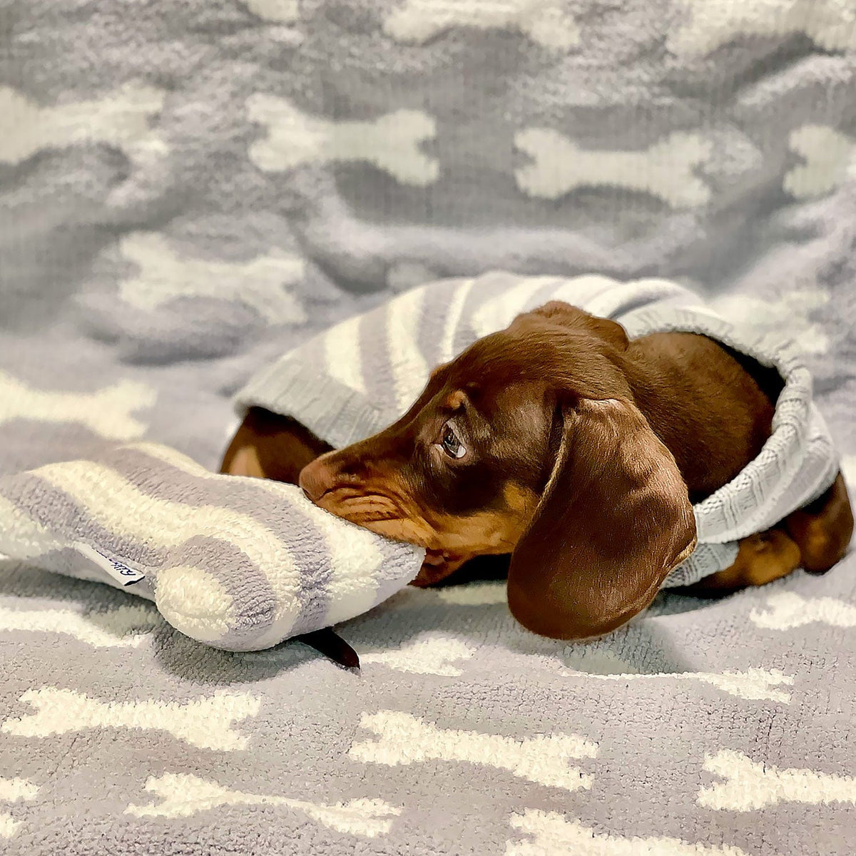 Ultra Soft Chenille Gift Box for Puppy Cozy Essentials | Blueberry Pet